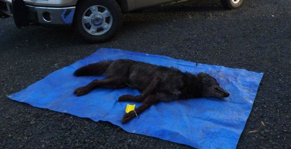 Reward Fund to Stop Poaching | Conservation Northwest