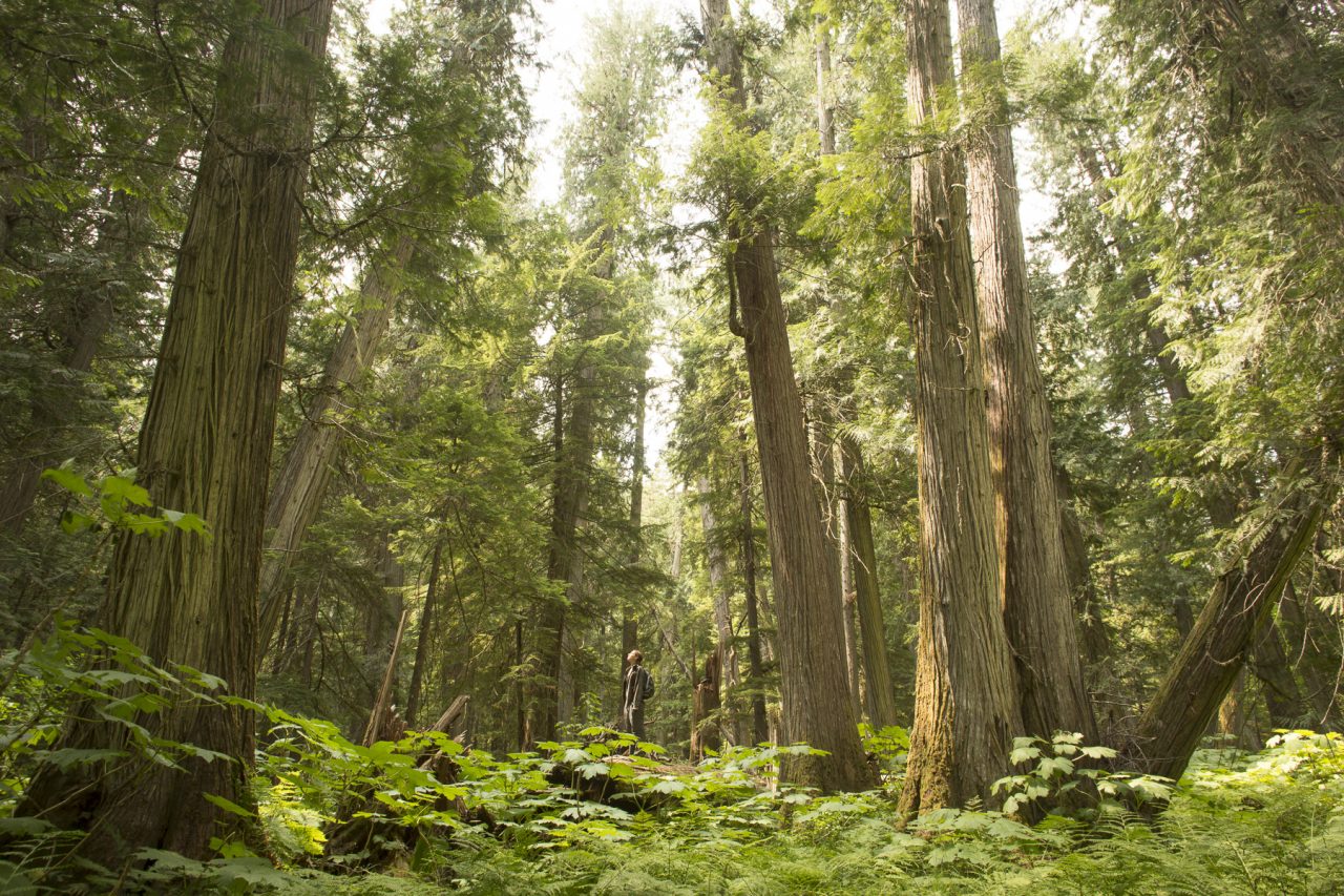Forest Field Program | Conservation Northwest