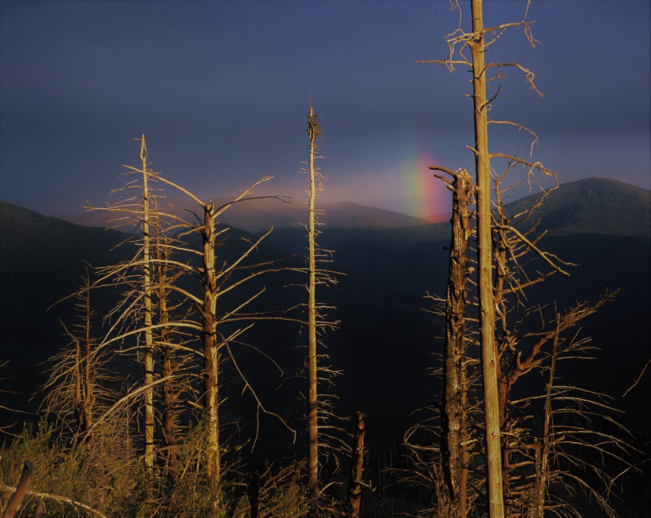 Snag Trees And Healthy Ecosystems Conservation Northwest Protecting