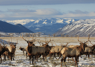 Take action for an elk migration route