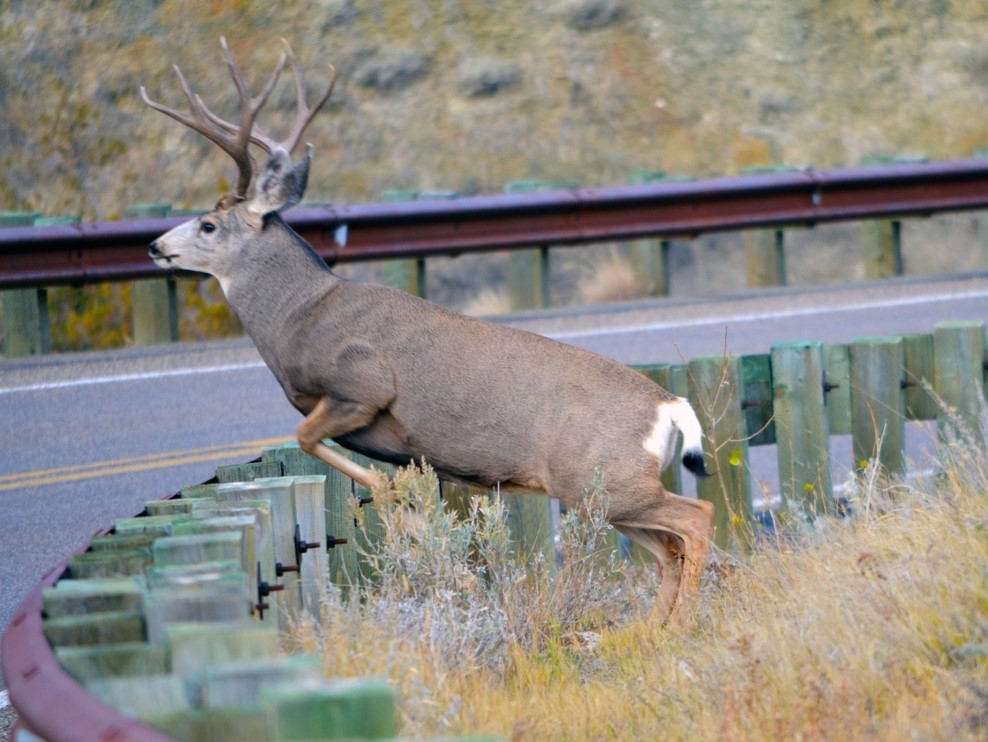 2018 - Conservation Northwest - Protecting, Connecting and Restoring ...
