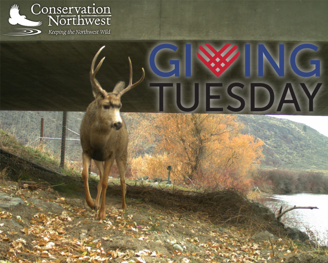 Thank you for making Giving Tuesday a wild success! - Conservation ...