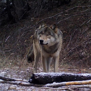 New Legislation Requires WDFW and the Colville Tribes to Coordinate on ...