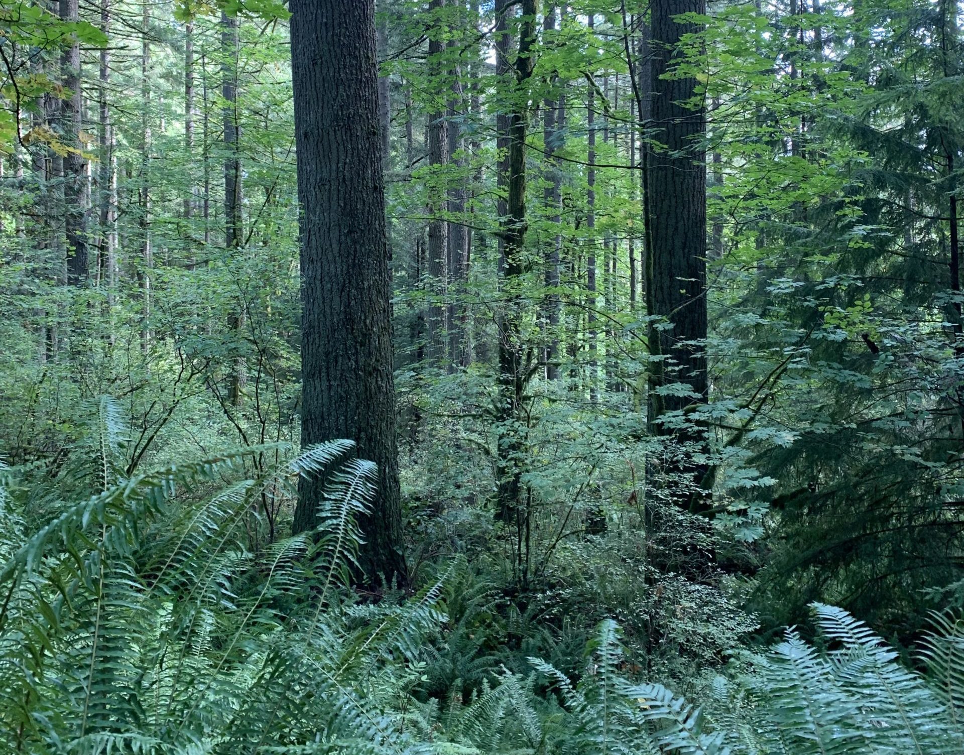 Groups Applaud Forest Service Proposal to Conserve Old Growth Forests ...
