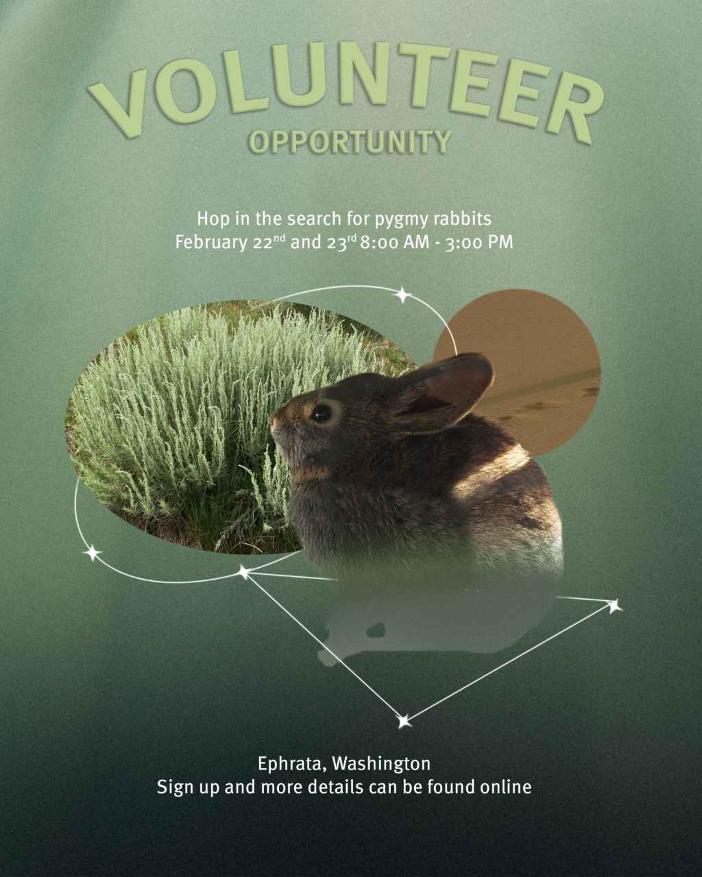 Volunteer opportunity for pygmy rabbit recovery near Ephrata, WA