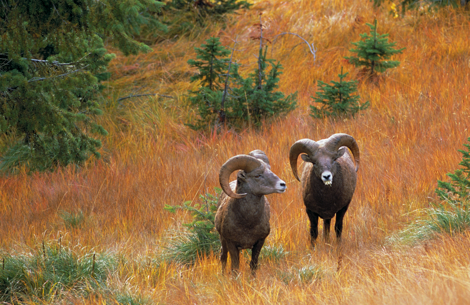 Conservation Northwest supports new bighorn sheep protections on ...