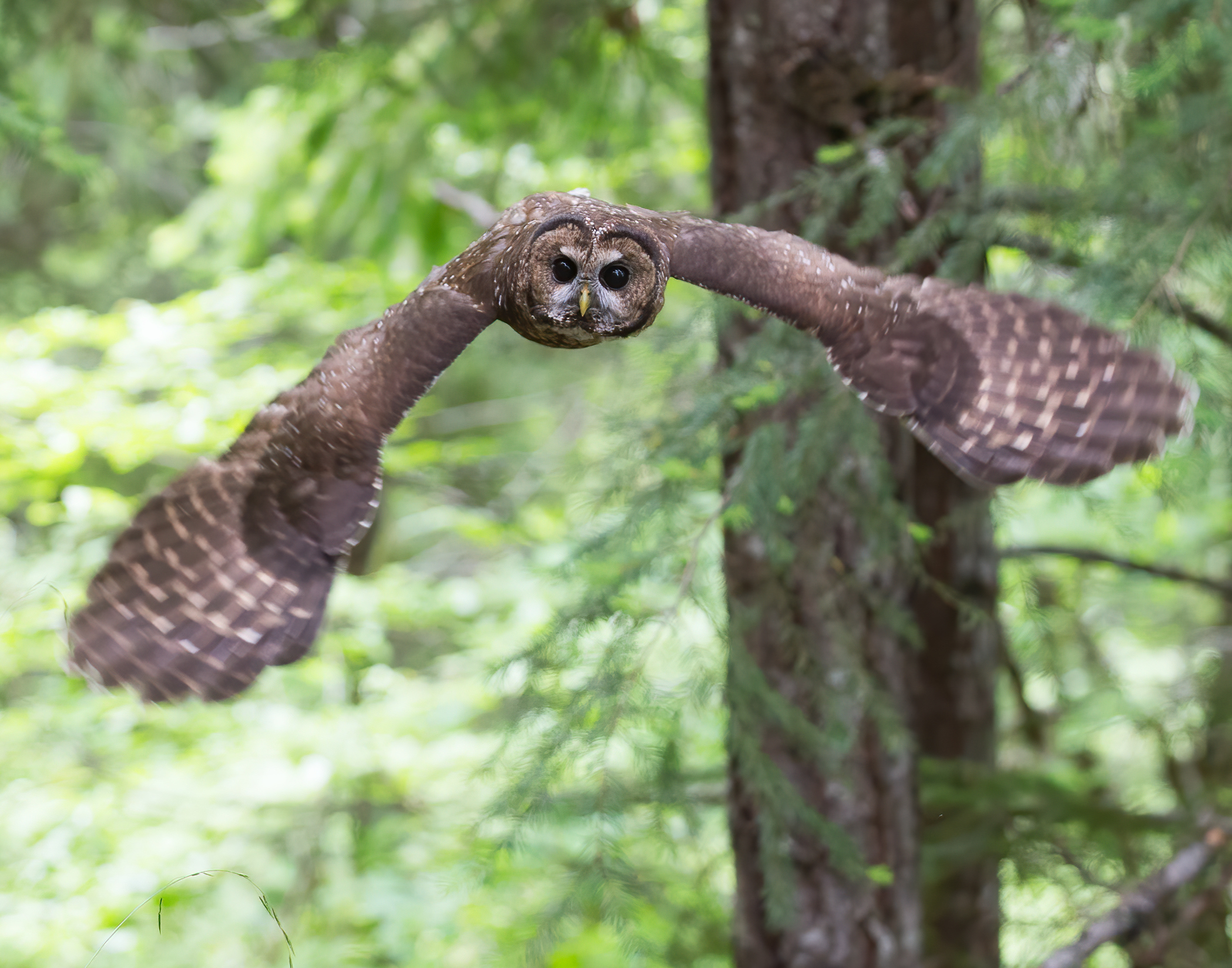 Legal Intervention Defends Northern Spotted Owl Habitat - Conservation ...