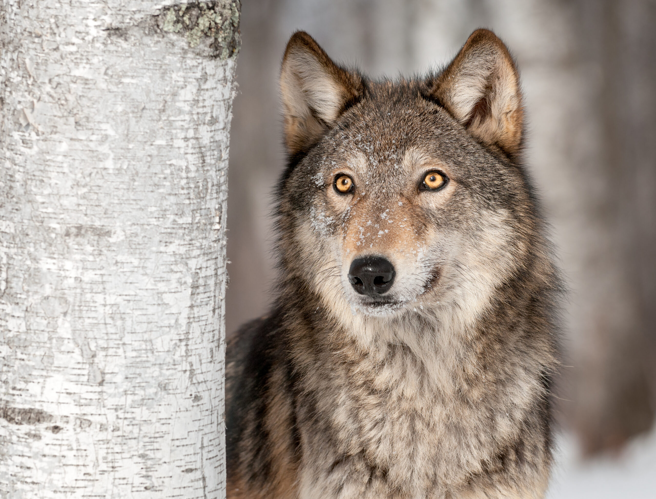 Annual Survey Shows Washington Continues to Lead Wolf Recovery Efforts ...