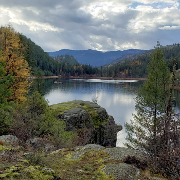 Act Now: Protect and restore old-growth forests and watersheds in the ...